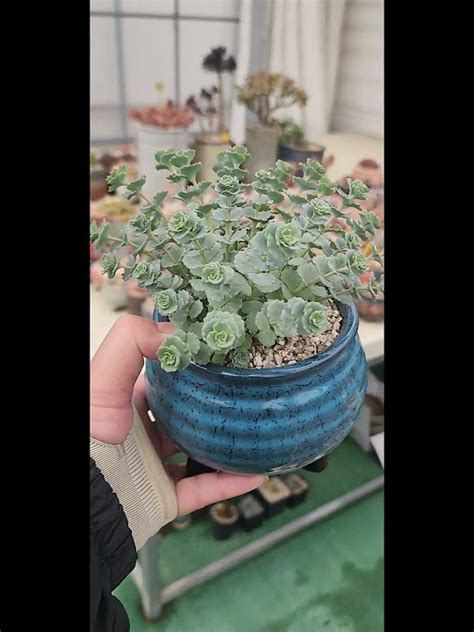 다육이마을 불로초 예쁜아이를 데려왔습니다 다육이분갈이 다육이 식집사 다육이키우기 다육농원 다육이를부탁해 반려식물 식물 선물 Youtube