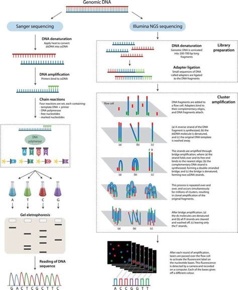 Sanger Sequencing Vs Next Generation Sequencing Ngs Microbiology Note Sanger Sequencing Vs Next Generation Sequencing Ngs Microbiology Note