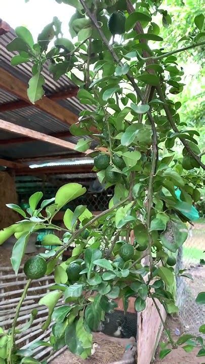 ផ្លែក្រូច Youtube