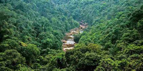 The Need To Increase Forest Cover Indian Century