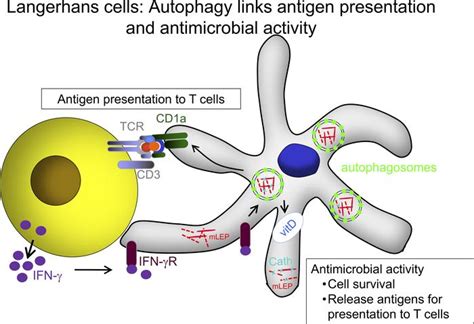 The Role Of Type 1 Conventional Dendritic Cells In Cancer Immunity