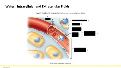 Bio 163 Ch 1 Intracellular And Extracelluular Fluids Diagram Quizlet Bio 163 Ch 1 Intracellular And Extracelluular Fluids Diagram Quizlet