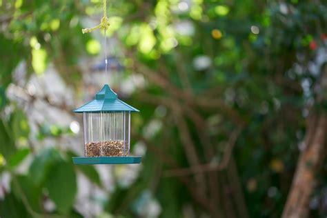 How To Hang A Bird Feeder Aviary Essentials