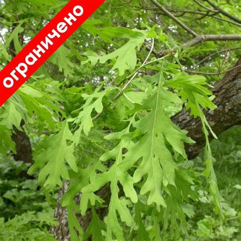 Купить семена Дуб черешчатый рассеченолистный. Quercus robur ...