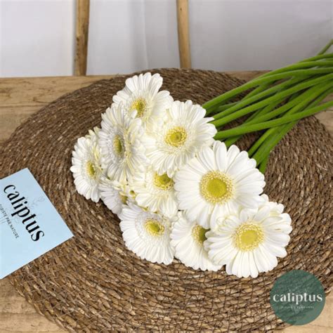 Germini Blanc 50cm Livraison à Domicile En 24h Caliptus