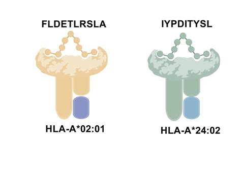Ligandmhc Atlas Home