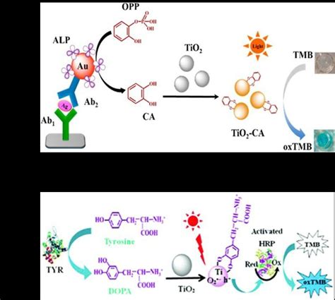 A Proposed Immunodetection Process For Mouse Igg By Coupling The In Download Scientific