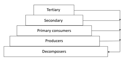 Predator Prey Relationships Biology Matter Cycles And Energy Transfer Askrose