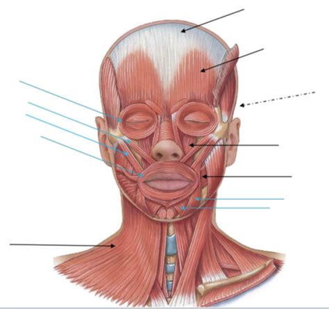 Axial Muscles Mastication Flashcards Quizlet