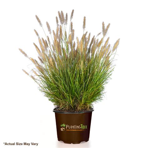 Cassian Fountain Grass Plantingtree