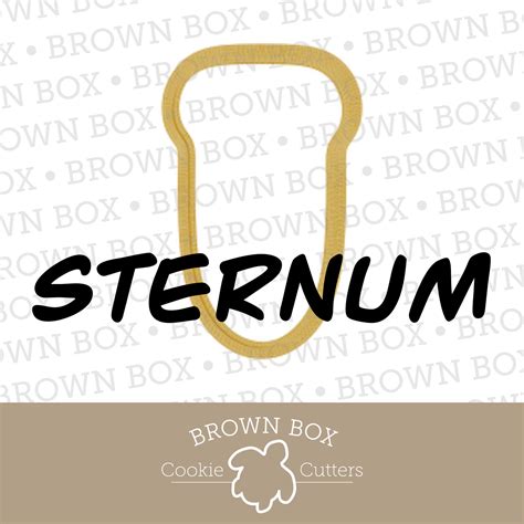 Sternum