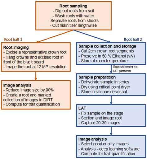 High Throughput Root Phenotyping Opportunities And Challenges For The