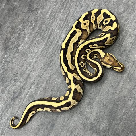 Leopard Fire Special 66 Het Clown Freeman Ballpython