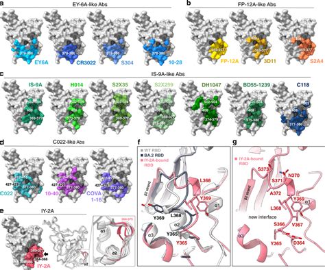 Structural Footprints Of Class 4 Antibodies On The Rbd And An Induced