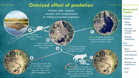 New Article Outsized Effect Of Predation Wolves Alter Wetland Creation And Recolonization By