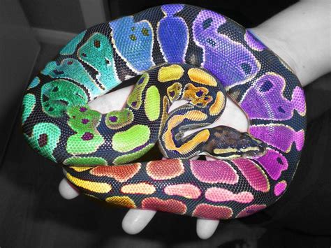 Rainbow Royal By Tula Montage On Deviantart Rainbow Royal By Tula Montage On Deviantart
