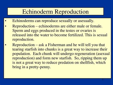 Echinoderms Reproduction