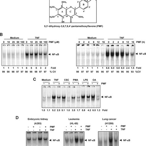 A The Chemical Structure Of Pmf B Dose And Time Dependent Effect Of