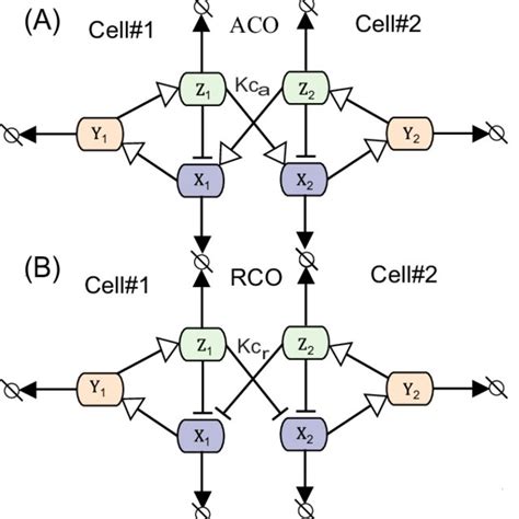 The Schematic Diagrams Of The Models Of Coupling Oscillators A Single Download Scientific