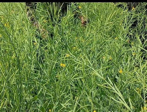 All Vegetable Seeds Kitchen Garding At ₹ 10piece Microgreen Seeds In