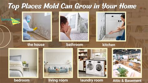 Top Places Mold Can Grow In Your Home Mildew Common Areas
