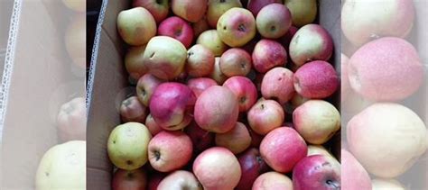 Яблоки купить в Воронеже Товары для дома и дачи Авито