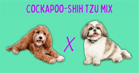 Cockapoo Shih Tzu Mix Ultimate Breed Guide