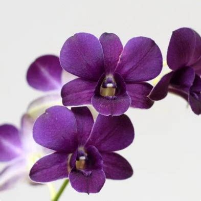 Jual Anggrek Bulat Orchid Dendrobium Airway Blue Bidadari Biru Shopee Indonesia