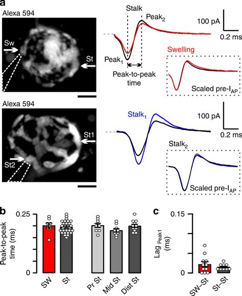 Action Potential Waveforms Are Similar Throughout The Calyx A Calyces Download Scientific