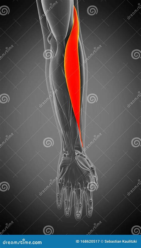 Brachioradialis Stock Illustration Illustration Of Accurate 168620517