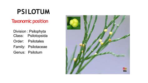 Psilotum Structure And Reproductionpptx