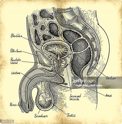Male Reproductive System Cross Section High Res Illustrations Getty