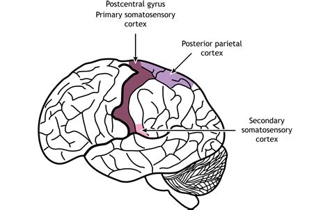 Secondary Somatosensory Cortex