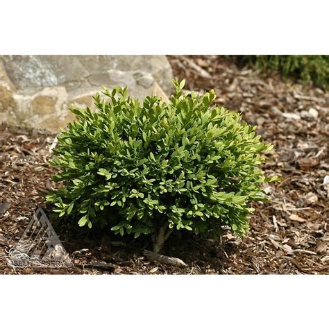 Mont Bruno Dwarf Boxwood Sooner Plant Farm