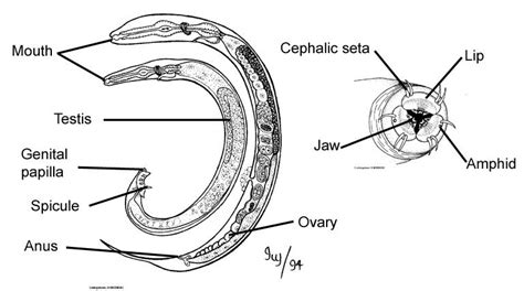 Roundworm Drawing