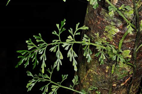 Asplenium Callipteris Aspleniaceae