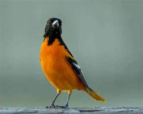 Orange Birds With Black Wings Birdwatching