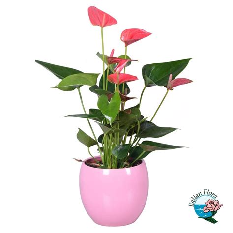 Pink Anthurium Plant Italian Flora