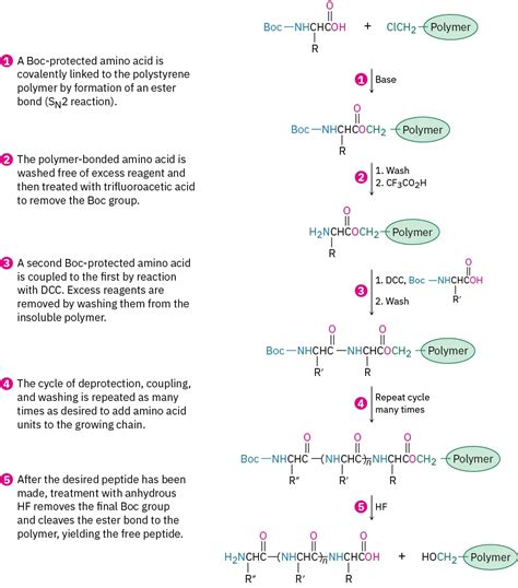 26 8 Automated Peptide Synthesis The Merrifield Solid Phase Method Organic Chemistry Openstax
