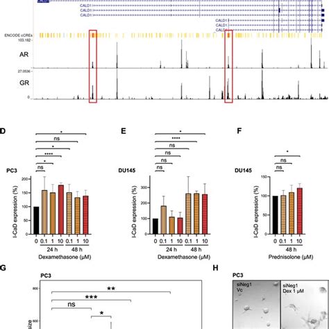 L CaD Colocalizes With Actin In Filopodia And The Knockdown Of L CaD Download Scientific