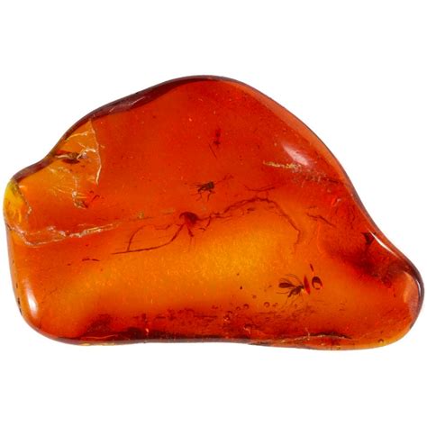 The Different Types Of Amber With Incredible Photos