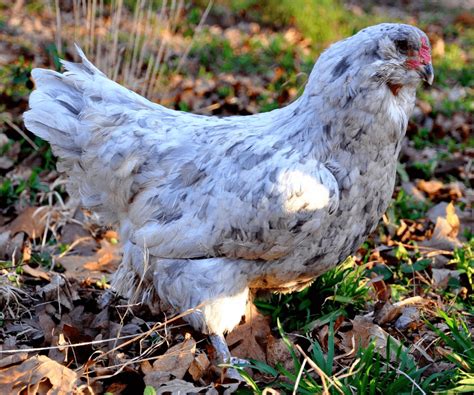 Americana Vs Ameraucana Chickens At Evelyn Turner Blog