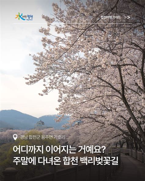 합천군 여행 가이드ㅣ관광 And 명소 추천 이벤트 당첨자발표 뒤죽박죽 섞인 사진 속 합천벚꽃명소 는 바로 합천백리벚꽃길 이었습니다 🌸 모든 이벤트 참여자분들께