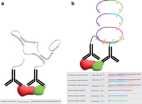 Full Article The Method Developers Guide To Oligonucleotide Design