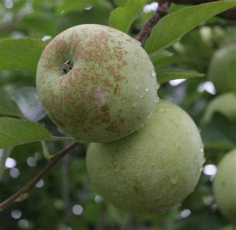 Russeting On Apple Scouting Guide For Problems Of Fruit