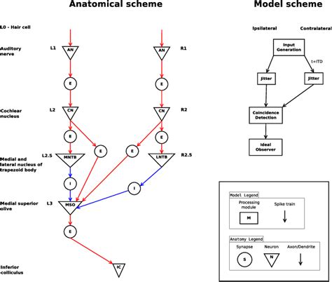 figure 1 from stochastic interpolation model of the medial superior
