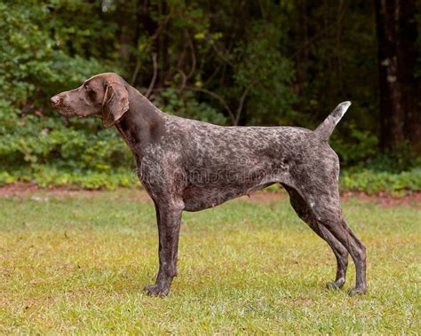 German Shorthaired Pointer Stacked Perfectly Stock Image Image Of