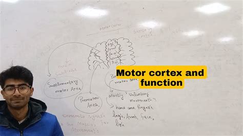 Motor Cortex Motor Function Of Cortex Subareas Of Cerebral Cortex Primary Cortex An