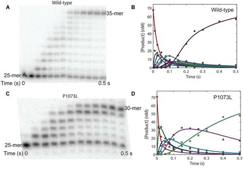 Processive Polymerization By Wild Type And Mutant P1073l Polymerase Download Scientific Diagram