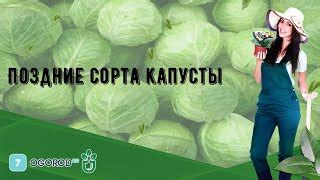 Капуста Амагер: отзывы, описание сорта, фото, видео, отзывы ...